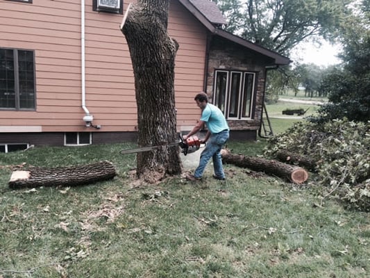 TREE SERVICES OF OMAHA - Updated September 2025 - 30 Photos & 21 ...