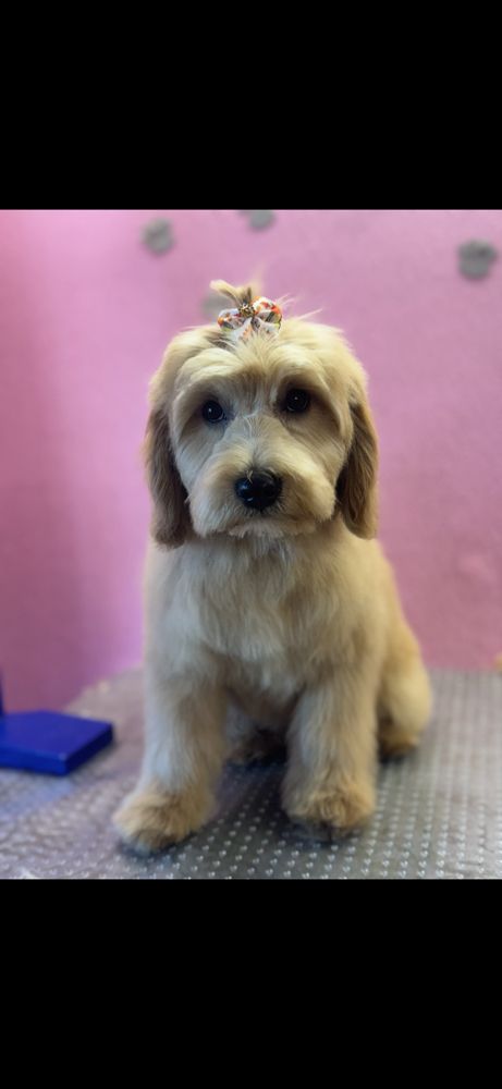 FAITH MOBILE GROOMING - Updated January 2026 - 115 Photos & 43 Real ...