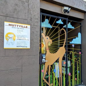MUTTVILLE SENIOR DOG RESCUE - 257 Photos & 133 Reviews - Animal ...