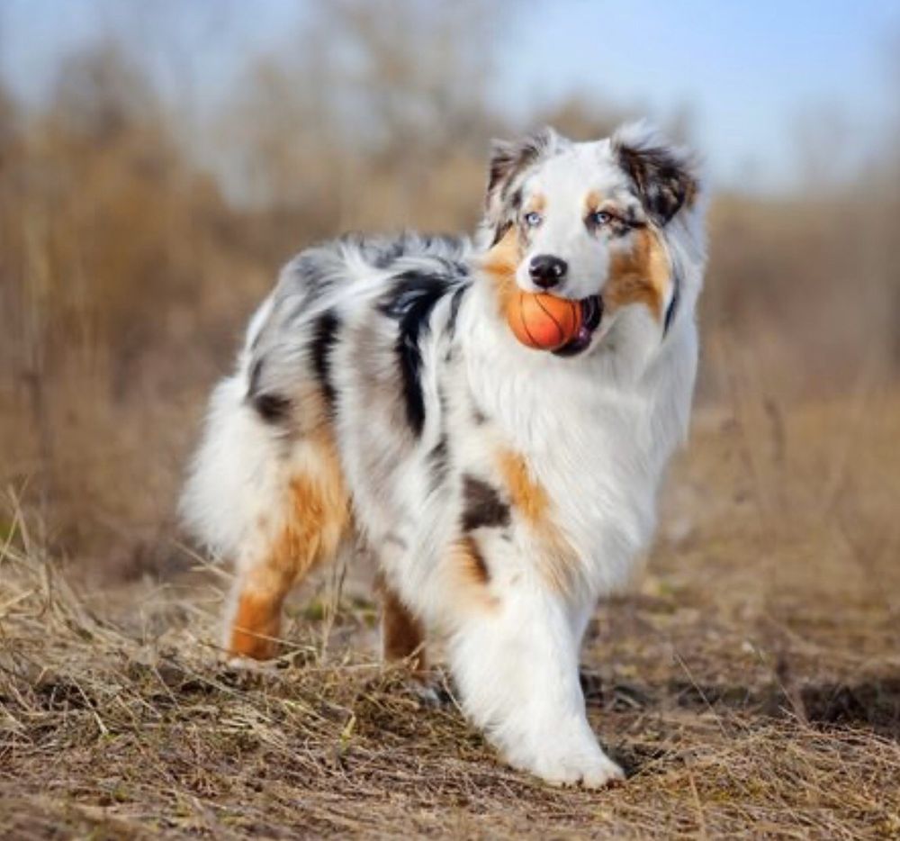 SANTA FE ANIMAL SHELTER & HUMANE SOCIETY - 20 Photos & 23 Reviews - 100 ...