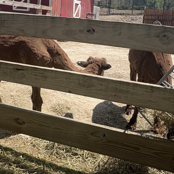 PHILLIPS PARK ZOO - Updated August 2025 - 245 Photos & 103 Reviews ...