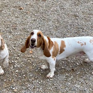 THE POOCHES PALACE - Updated January 2025 - 1322 S Bishop Ave, Rolla ...