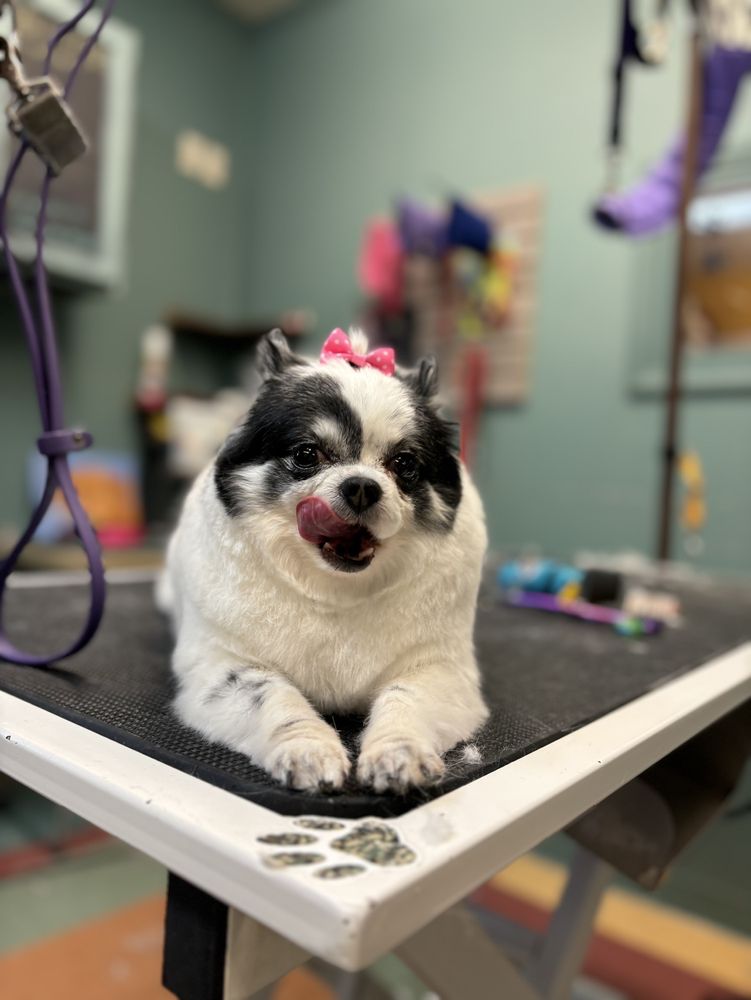 WUFF-DA DOG WASH AND SALON - Updated July 2025 - Red Wing, Minnesota ...