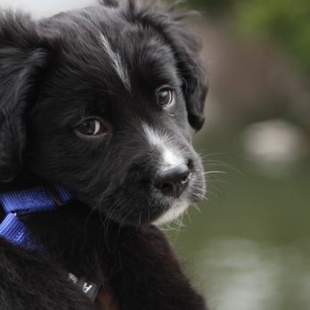 PAWSAFE ANIMAL RESCUE - Updated July 2025 - 17 Photos & 11 Reviews ...