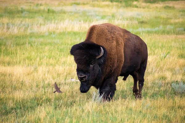 PRAIRIE RIDGE BUFFALO RANCH TOUR - Updated October 2025 - 23001 County ...