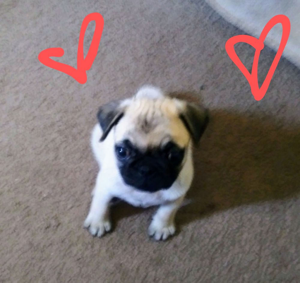 REE’S ALL IN ONE PET CARE - 10 Photos - Pet Sitting - Desert Hot ...