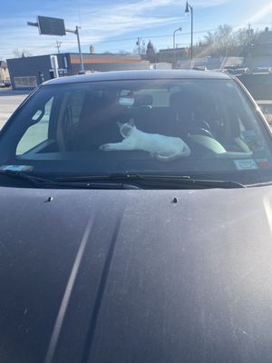 JADE DRAGON - Updated December 2025 - 89 Photos & 124 Reviews - 1015 ...