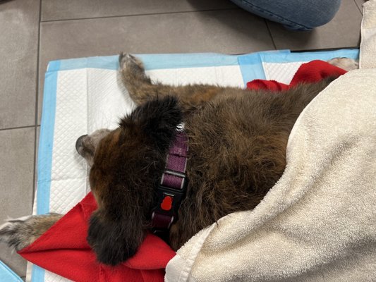 VETERINARY EMERGENCY GROUP - Updated August 2024 - 21 Reviews - 7080 N ...