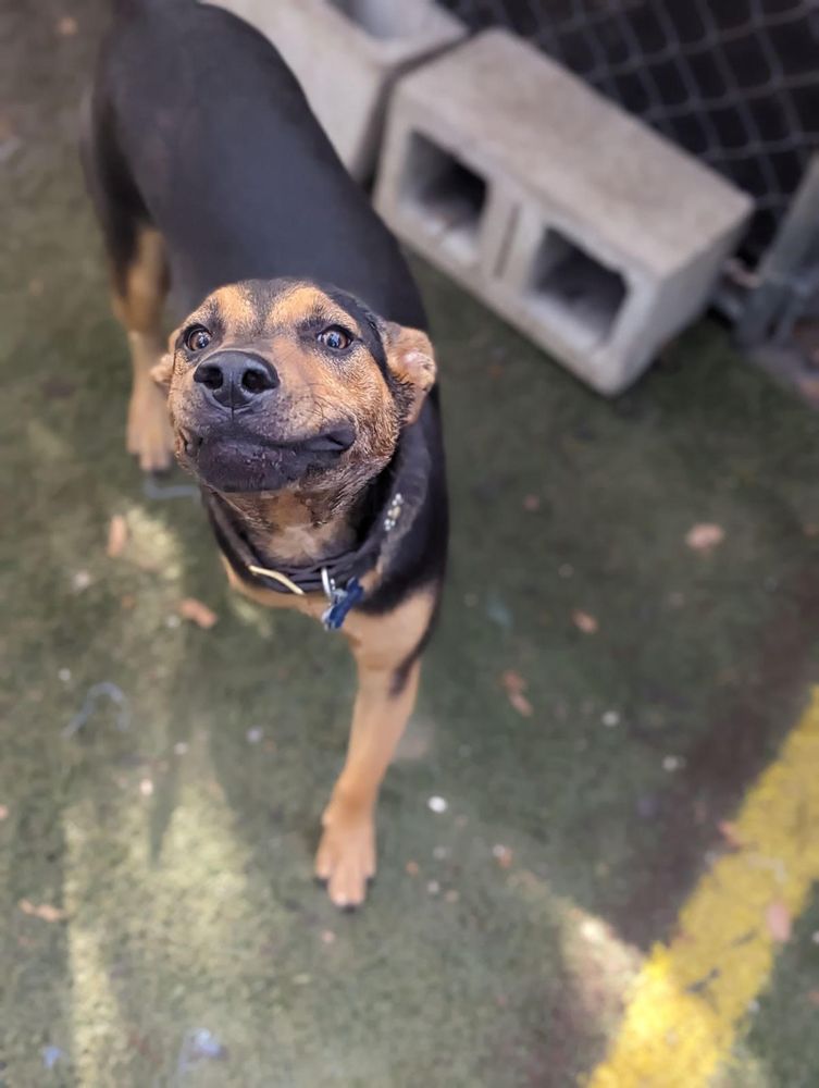 HUDSON K-9 EMPORIUM - Updated 2024 - 35 Photos - 12232 Little Rd ...