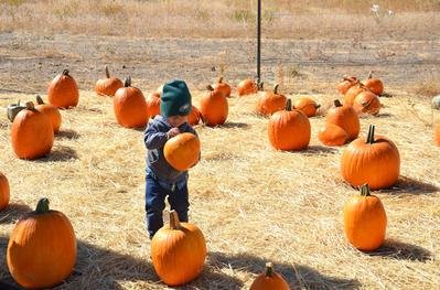 SILVER VALLEY PUMPKINS - Updated October 2025 - 14 Photos - 3995 Bacon ...