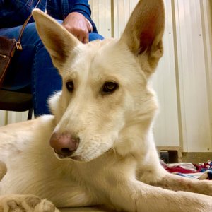 SAUGUS ANIMAL HOSPITAL - 46 Photos & 142 Reviews - 27737 Bouquet Canyon ...