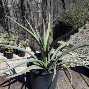 TREE OF LIFE NURSERY - Updated January 2026 - 110 Photos & 68 Reviews ...