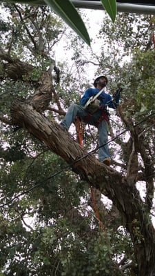 ARBOR CARE TREE SERVICE - Updated October 2025 - 267 Photos & 351 ...