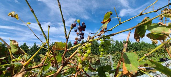 THUNDER RIDGE VINEYARDS - Updated March 2025 - 62 Photos & 14 Reviews ...