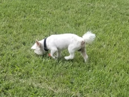 MUTT CUTS OF MONTGOMERY - Updated April 2025 - 10 Photos - 1792 Carter ...