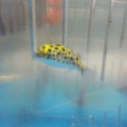 GERBER’S TROPICAL FISH - 23 Photos & 21 Reviews UPDATED - Local Fish ...