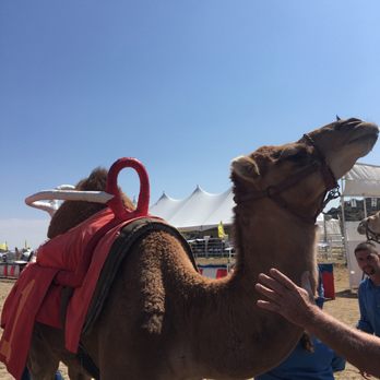 INTERNATIONAL CAMEL & OSTRICH RACES - Updated November 2025 - 31 Photos ...