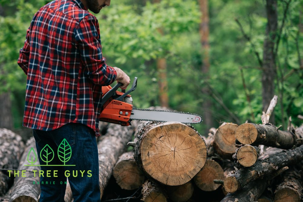 THE TREE GUYS - Updated October 2024 - Request a Quote - 10 Photos ...