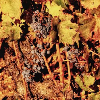 HALTER RANCH TEMECULA - Updated September 2025 - 288 Photos & 62 ...