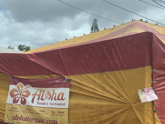 ALOHA TERMITE & PEST CONTROL - Updated August 2025 - 56 Photos & 207 ...