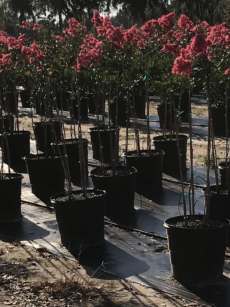 1D TREE FARM - Updated October 2025 - 12 Photos - 5306 Mud Lake Rd ...