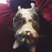 ANDERSON HUMANE - 42 Photos & 47 Reviews - Animal Shelters - 1000 S La ...