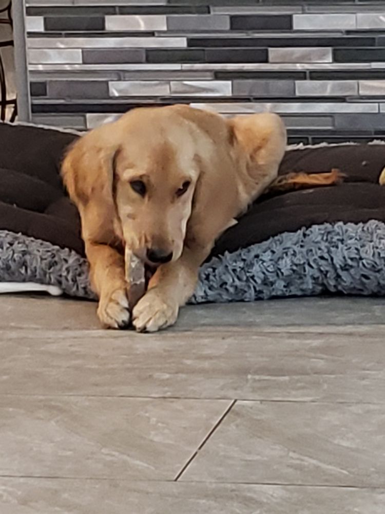 GOLDEN PUPPY DOG - 105 Cinnamon Teal, Aliso Viejo, California - Pet ...