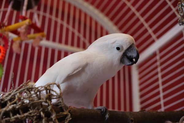 RESCUE RANCH - 26 Photos - 1424 Turnersburg Hwy, Statesville, North ...