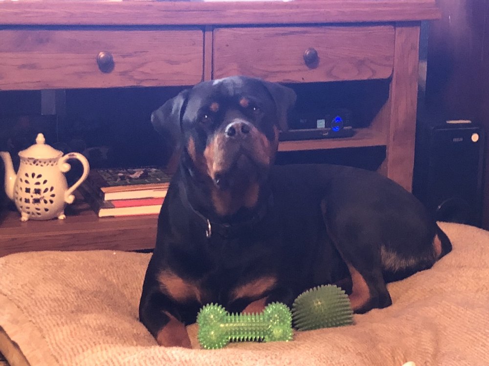 MAIN ANIMAL HOSPITAL - Updated February 2025 - 411 W Main St, Payson ...