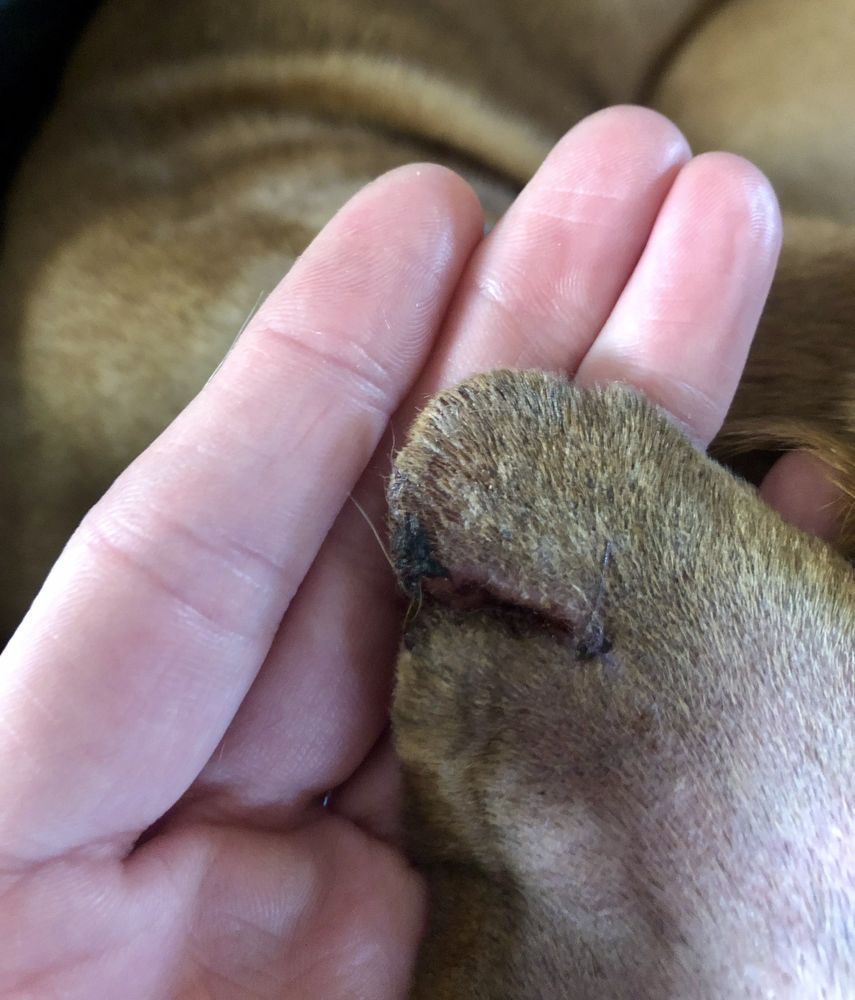 RED DOG PET RESORT & SPA - Updated August 2024 - 89 Photos & 207 ...