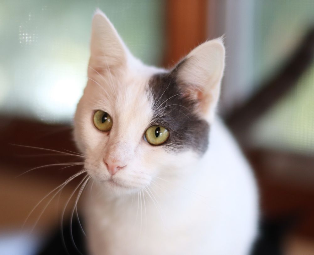 BAJA ANIMAL SANCTUARY - Updated October 2025 - 52 Photos & 72 Reviews ...