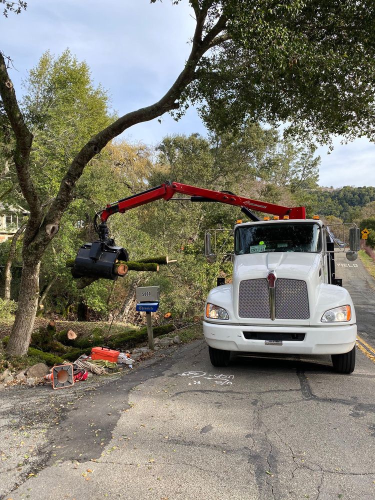 SIERRA TREE COMPANY - Updated July 2024 - 64 Photos & 33 Reviews - 6640 ...