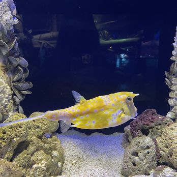 OKLAHOMA AQUARIUM - Updated June 2025 - 498 Photos & 199 Reviews - 300 ...