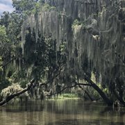 AIRBOAT TOURS BY ARTHUR MATHERNE - 404 Photos & 223 Reviews - Boat ...