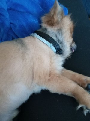 CITY PAWS - Updated November 2024 - 70 Photos & 94 Reviews - 345 15th ...