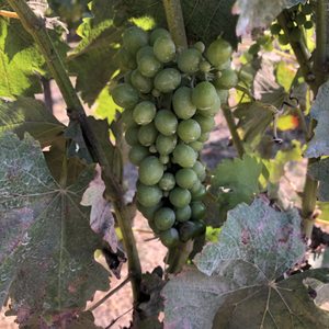 WRATH WINES - Updated December 2024 - 106 Photos & 69 Reviews - 35801 ...