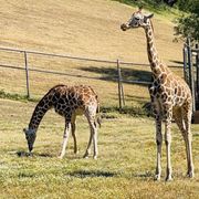SAFARI WEST - 2841 Photos & 935 Reviews - Zoos - 3115 Porter Creek Rd ...