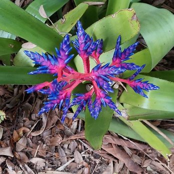 MCKEE BOTANICAL GARDEN - Updated December 2024 - 539 Photos & 87 ...