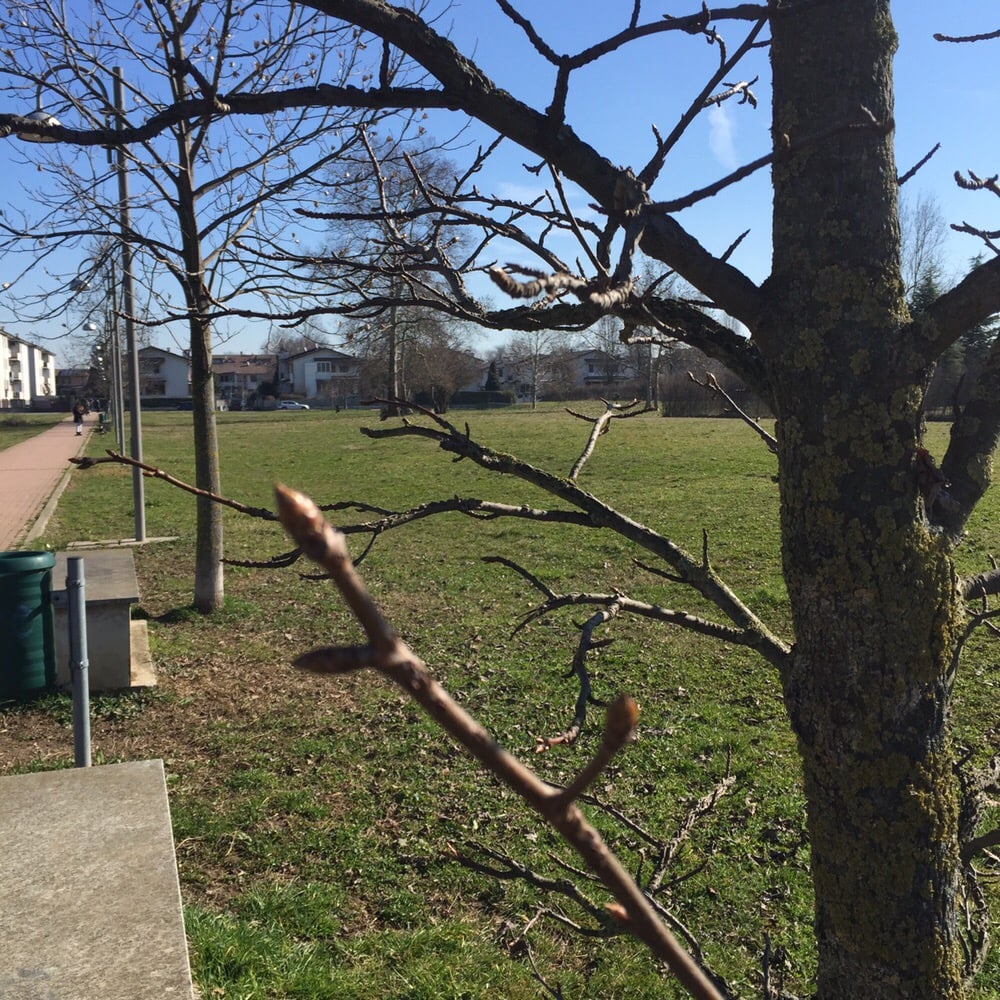 PISTA CICLABILE VIGNATE - Via Fermi, Vignate, Milano, Italy - Yelp