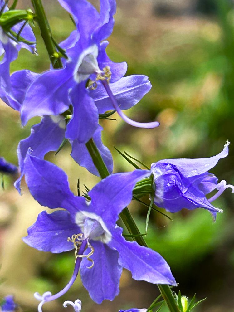 VIOLETSBLEW - Updated September 2025 - Crumpler, North Carolina - Nurseries & Gardening - Phone ...