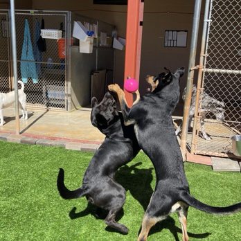 PAWVILLE - Updated January 2026 - 15 Photos & 35 Reviews - 661 Tucker ...