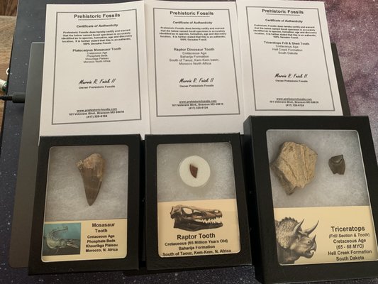 PREHISTORIC FOSSILS - Updated October 2025 - 101 Photos & 14 Reviews ...