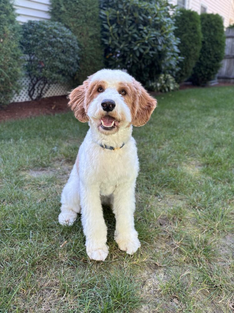 THE DOG’S DEN GROOMING - Updated November 2025 - 13 Photos & 16 Reviews ...