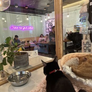 NEKO: A CAT CAFE - Updated July 2024 - 924 Photos & 300 Reviews - 519 E ...