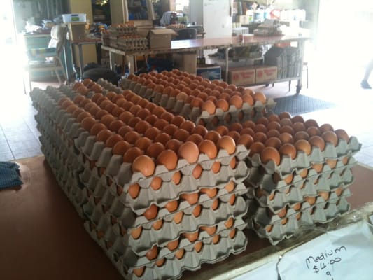 NADRA EGGS - Updated July 2025 - 65 Muller Rd, Boondall Queensland ...