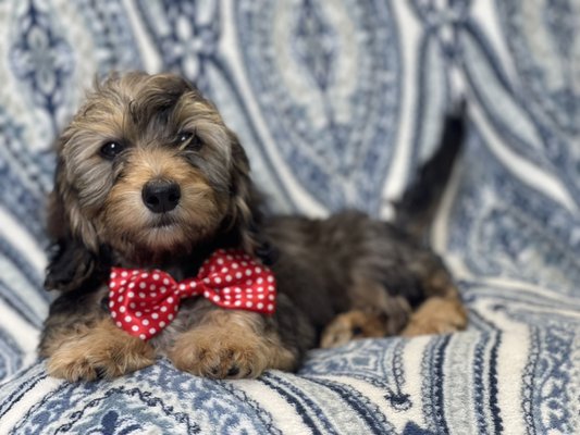 HEARTLAND PUPPIES - Updated November 2025 - 13 Photos - Lakeland ...