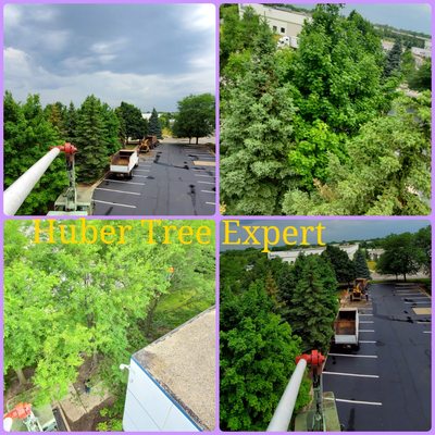 HUBER TREE EXPERT - Updated May 2024 - 96 Photos & 16 Reviews - 1622 S ...
