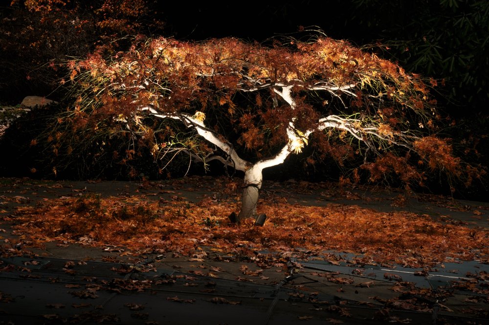 WELL LIT LANDSCAPE LIGHTING DESIGN - Updated September 2024 - Request a ...