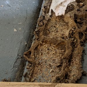 PACIFIC COAST TERMITE - 26 Photos & 275 Reviews - 40487 Encyclopedia ...