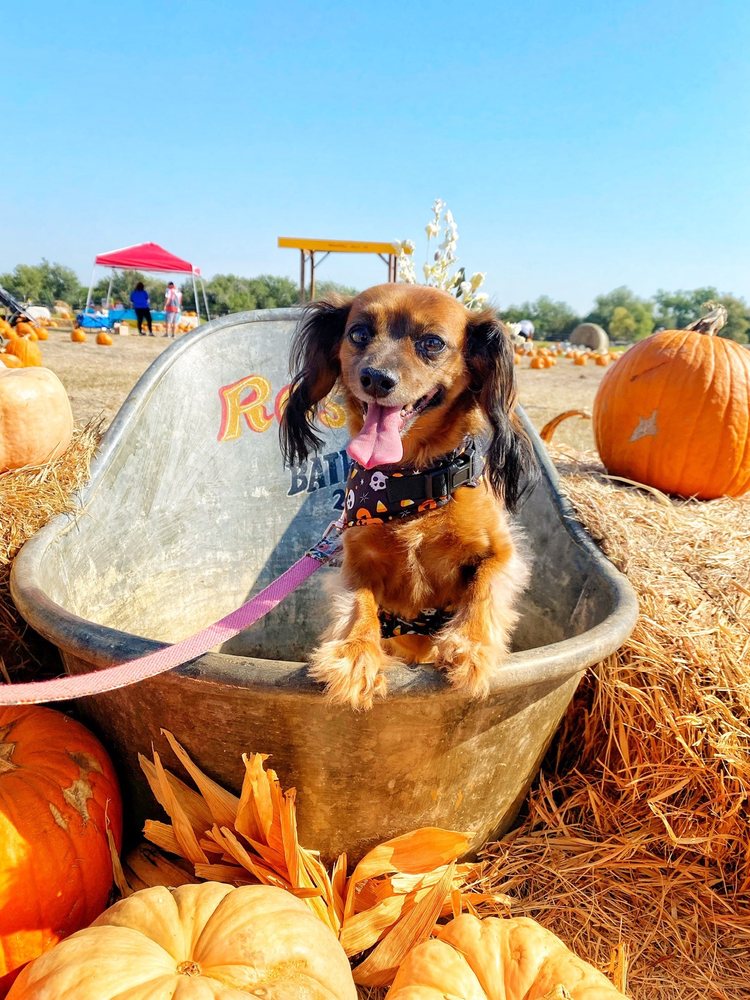 AZTEC PET HOSPITAL - Updated June 2025 - 43 Photos & 94 Reviews - 104 W ...